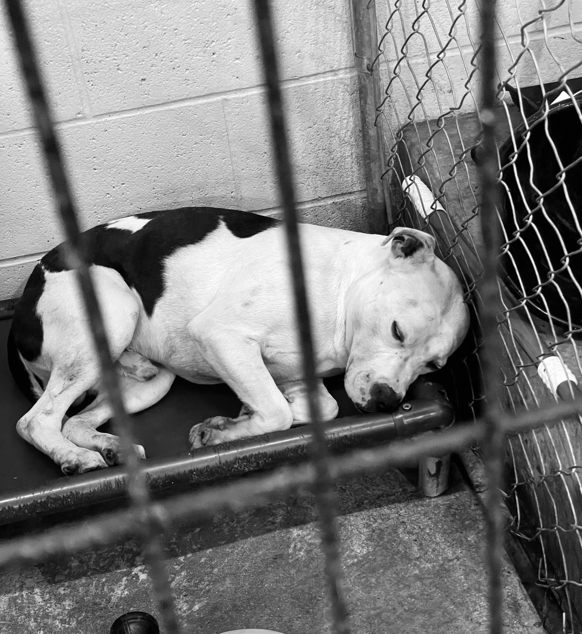 Sad shelter pup spends 23 hours a day in his kennel and dreams about ...
