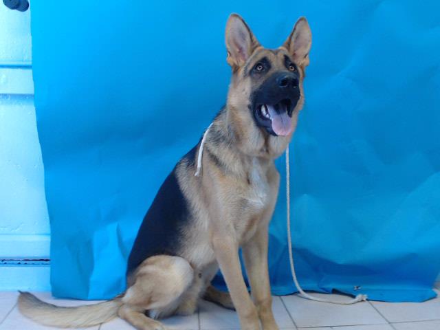 Senior veteran forced to surrender bonded shepherd to California ...