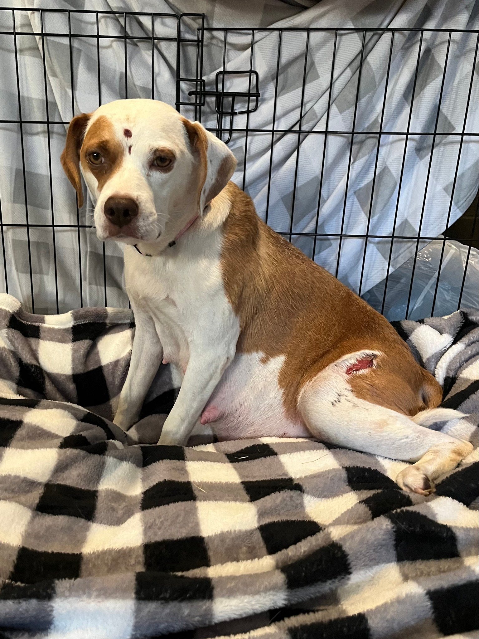 Devoted mother beagle with broken leg put her own pain aside to keep ...