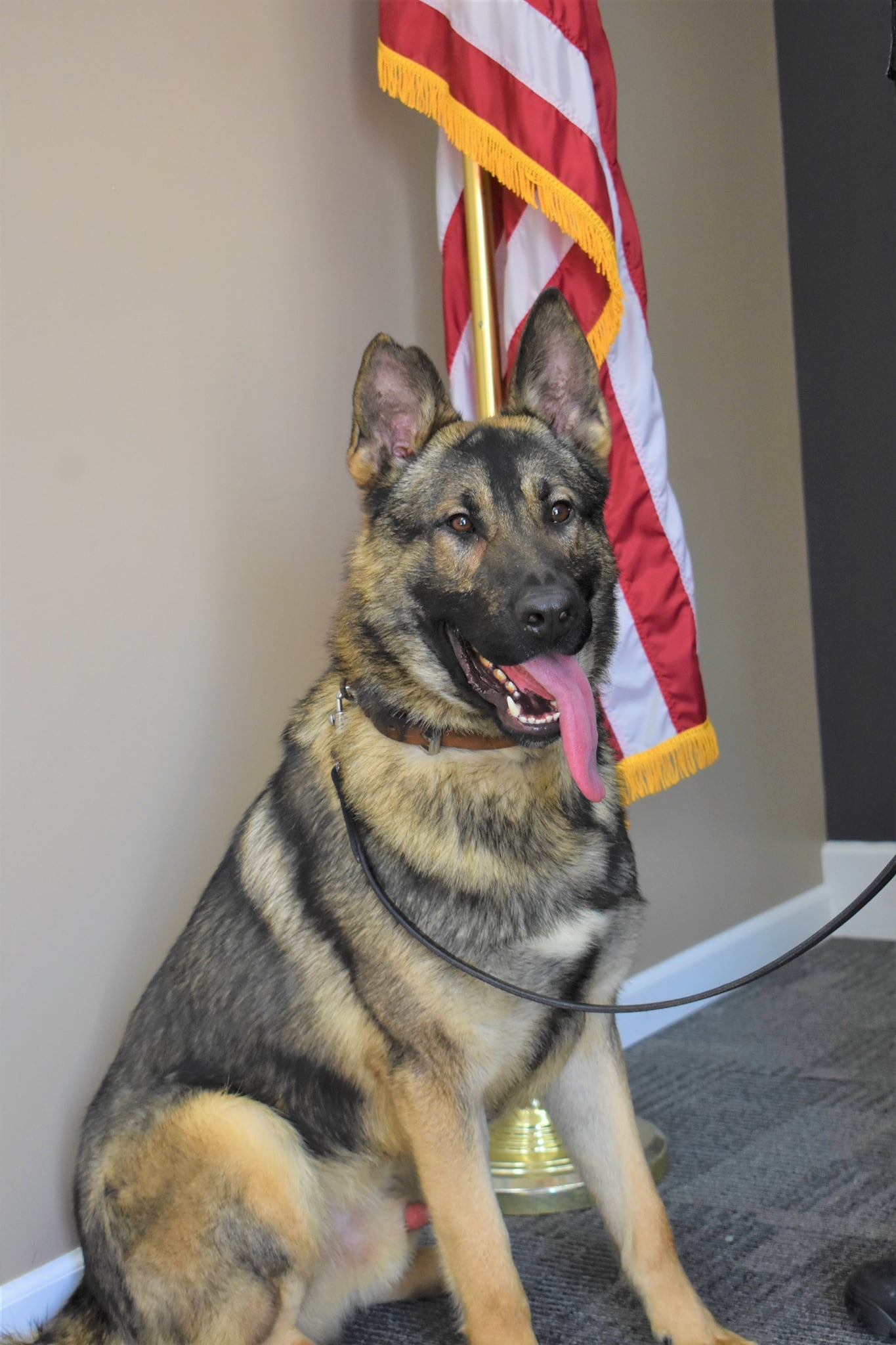Honoring K9 Officer Horus burial after community outrage over secrecy ...