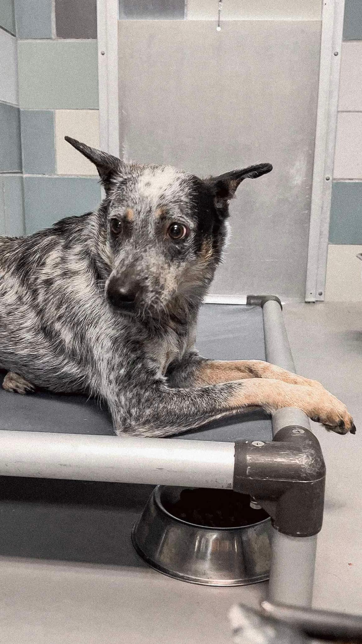 Heartbreaking: Alone and trembling Australian cattle dog's fate lies in ...