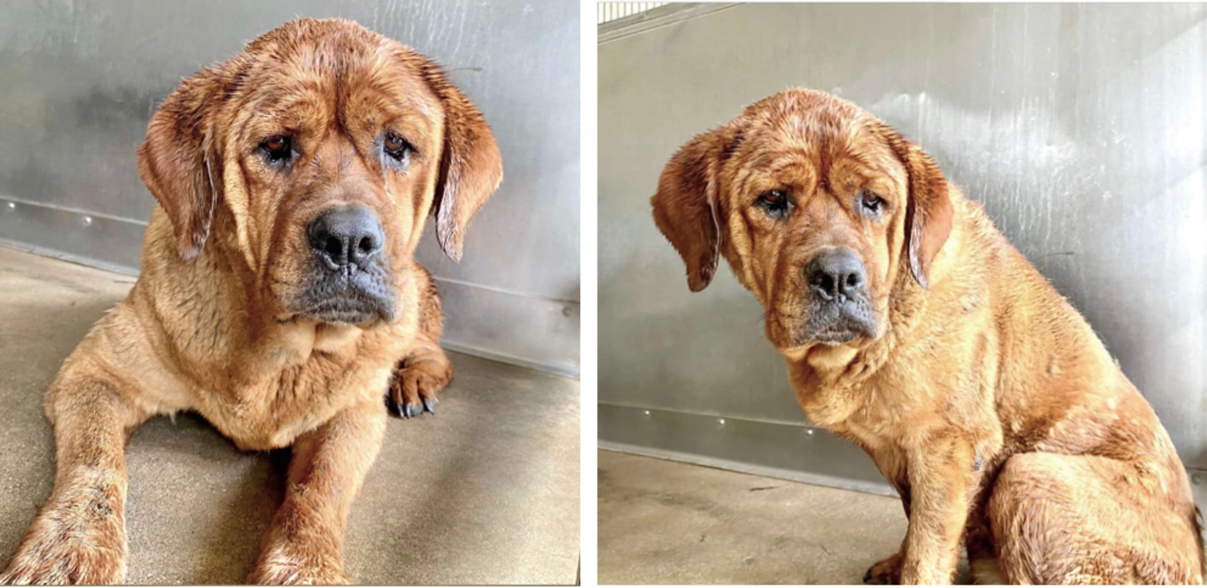 Tears of a senior: Gentle Mastiff found as stray softly whimpers in her ...