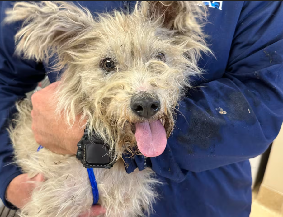 New Orleans' escape artist dog Scrim on the lam again - Pet Rescue Report