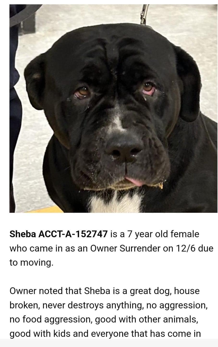 Heartbreaking: Face of a dog dumped at shelter because owner 'had to ...
