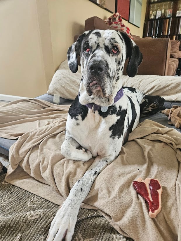 9-year-old gentle Great Dane has waited almost 4 years to be eligible ...