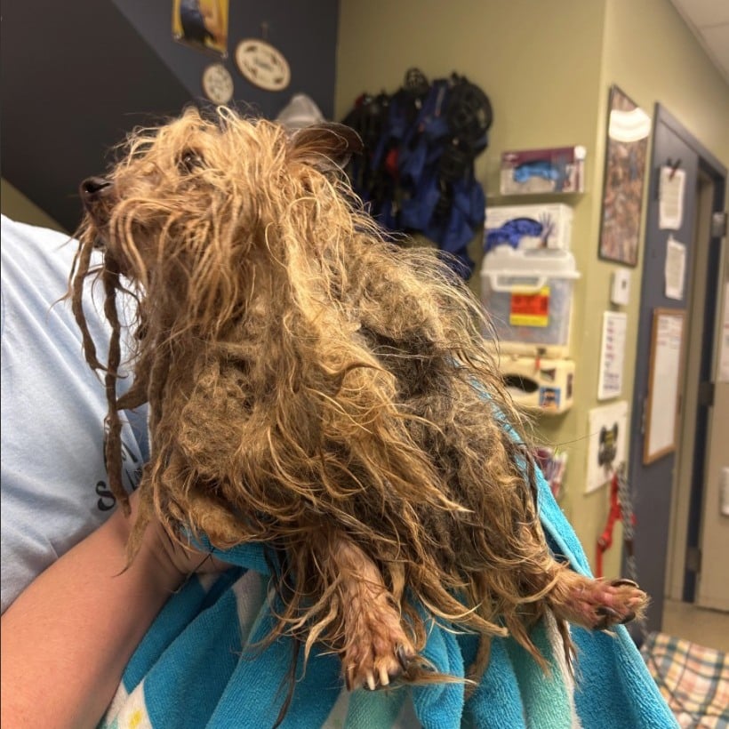 Heartbreaking: Saddest senior Yorkie found in worst condition until his ...