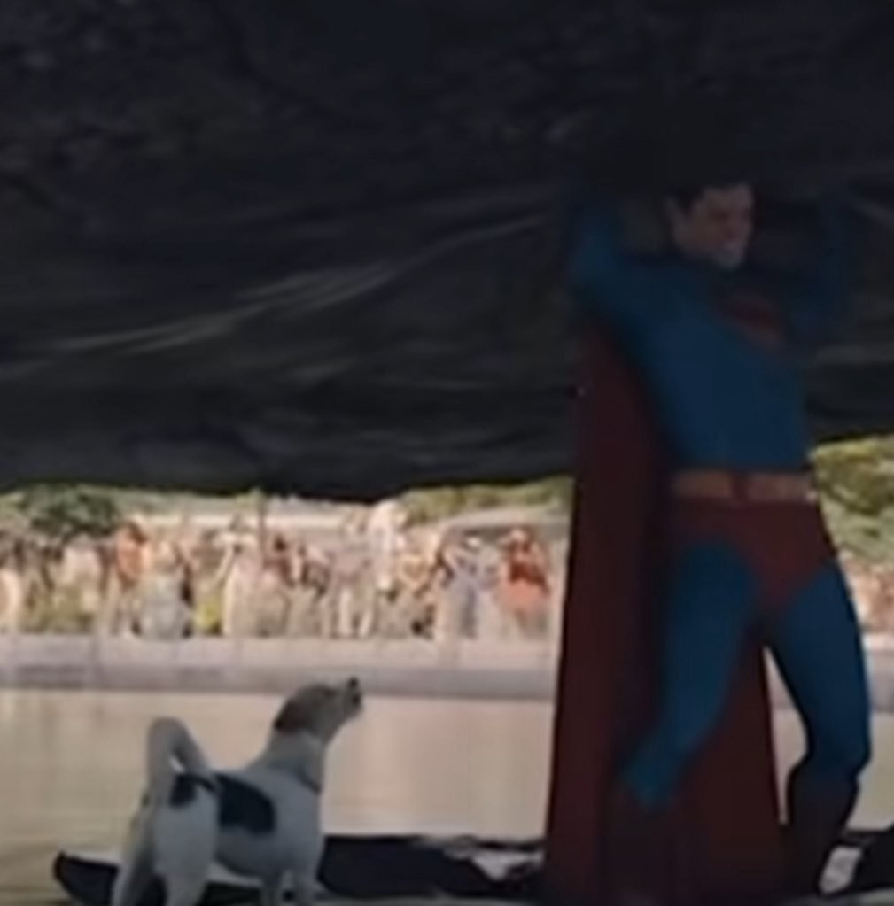 Dog featured in Superman movie rescued from hoarding situation sparks ...
