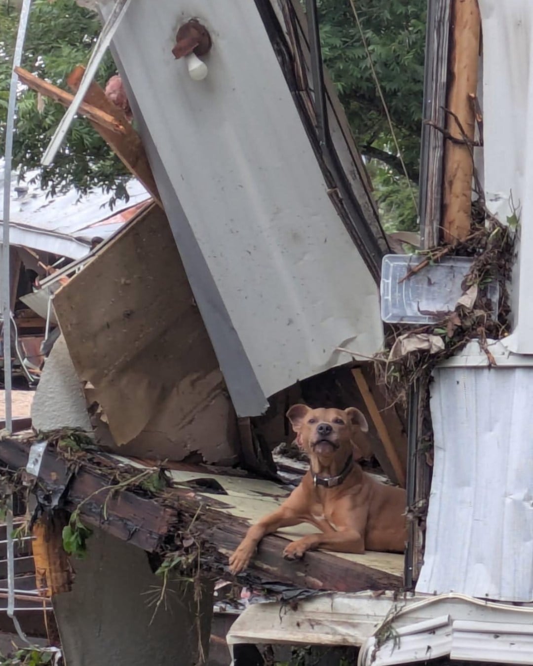 Terrified dog found alone on debris pile after devastating Texas floods ...