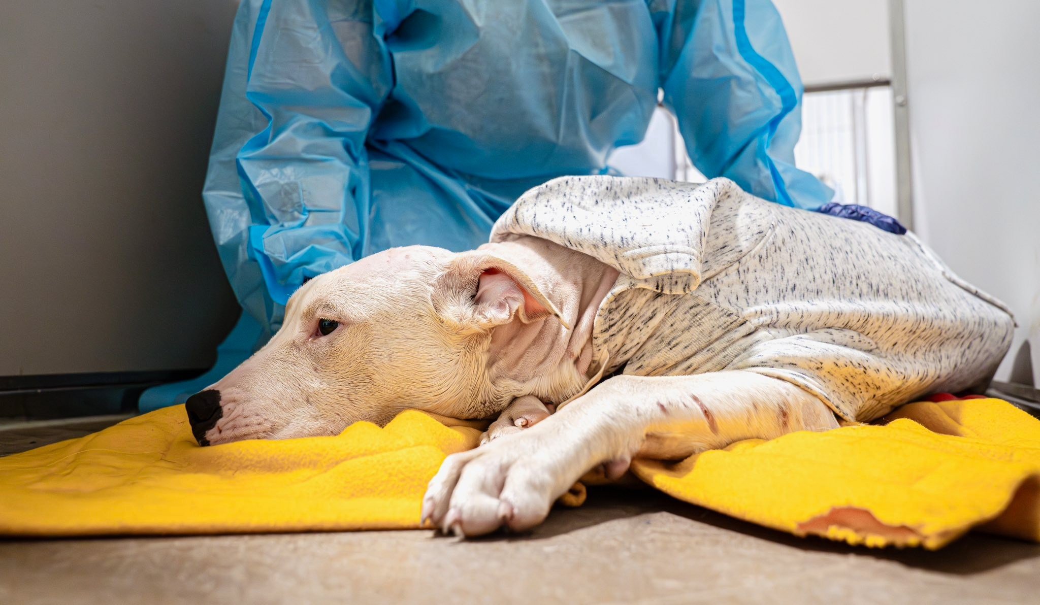 Puppies stuck in tar pit crying out in pain rescued by compassionate ...