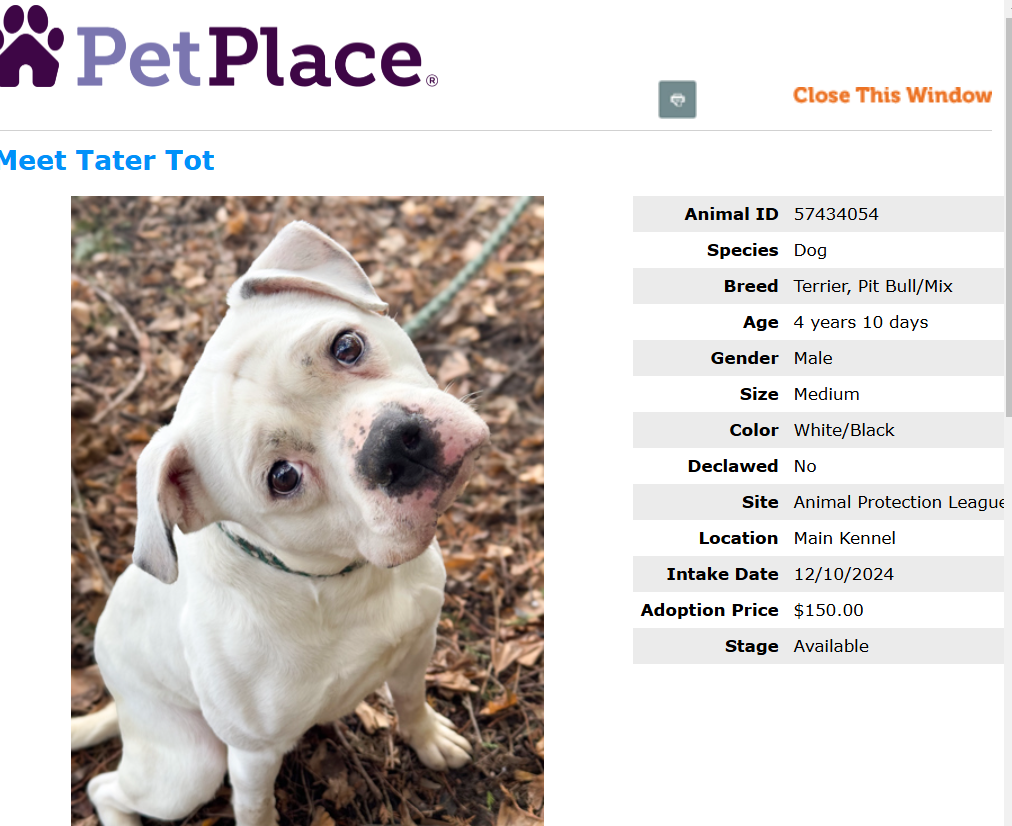 Heartbreaking: 'Tater Tot' not able to stand stress of shelter ...