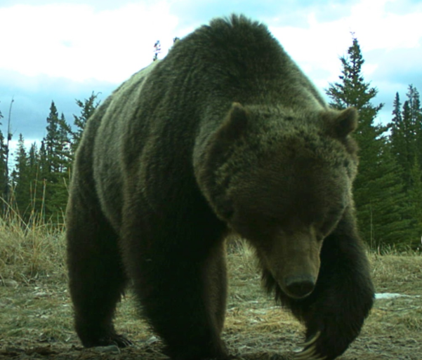 Legendary grizzly bear known as 'The Boss' shrugged off collision with train still feared by his ...