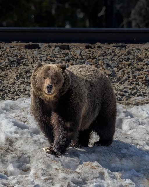 Legendary grizzly bear known as 'The Boss' shrugged off collision with train still feared by his ...