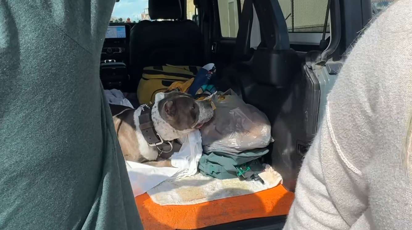 St. Louis police officers rendered aid to dog hit by car that never ...