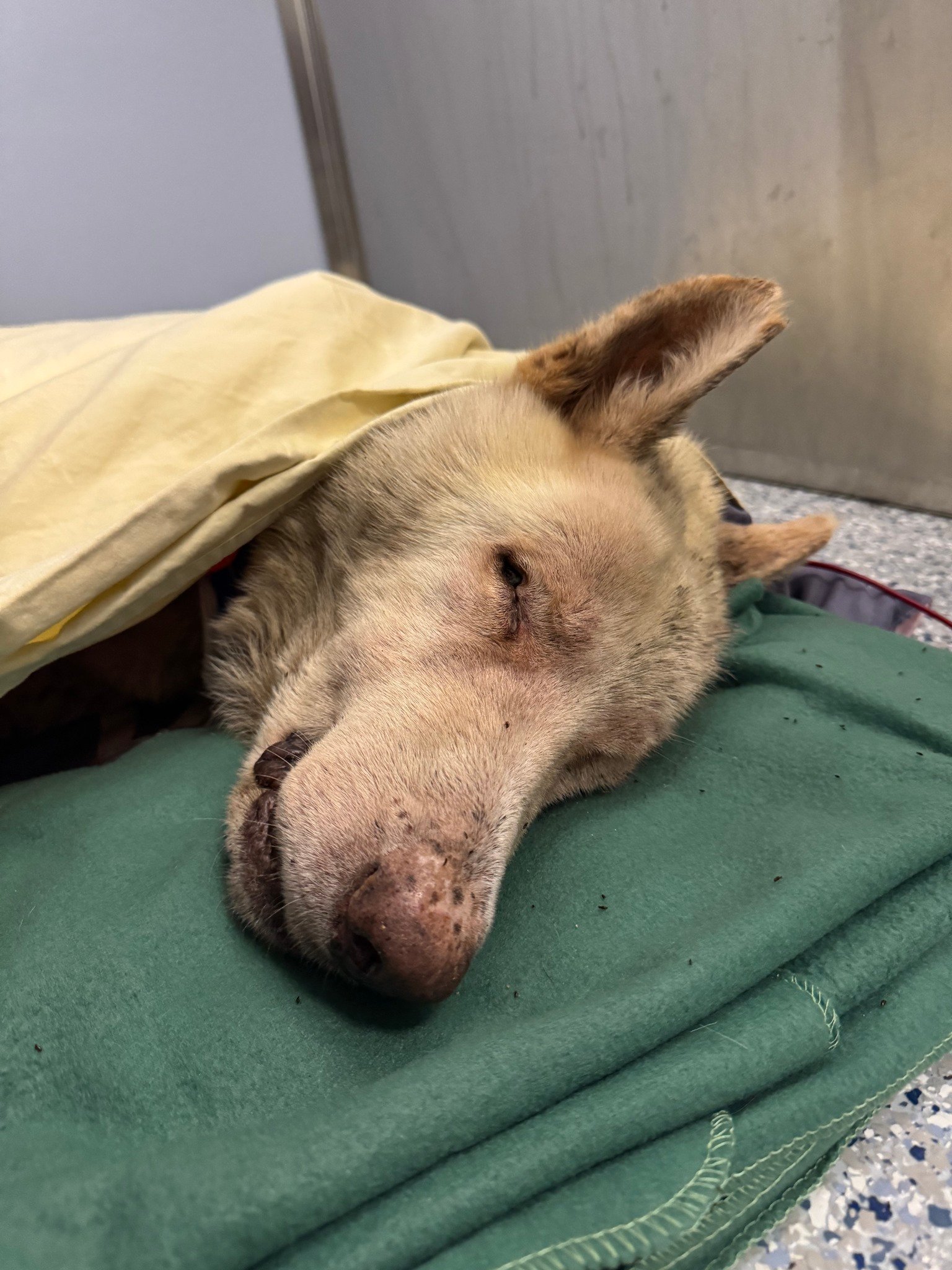 UPDATE: Starving shepherd found hiding in bush unable to move showing ...