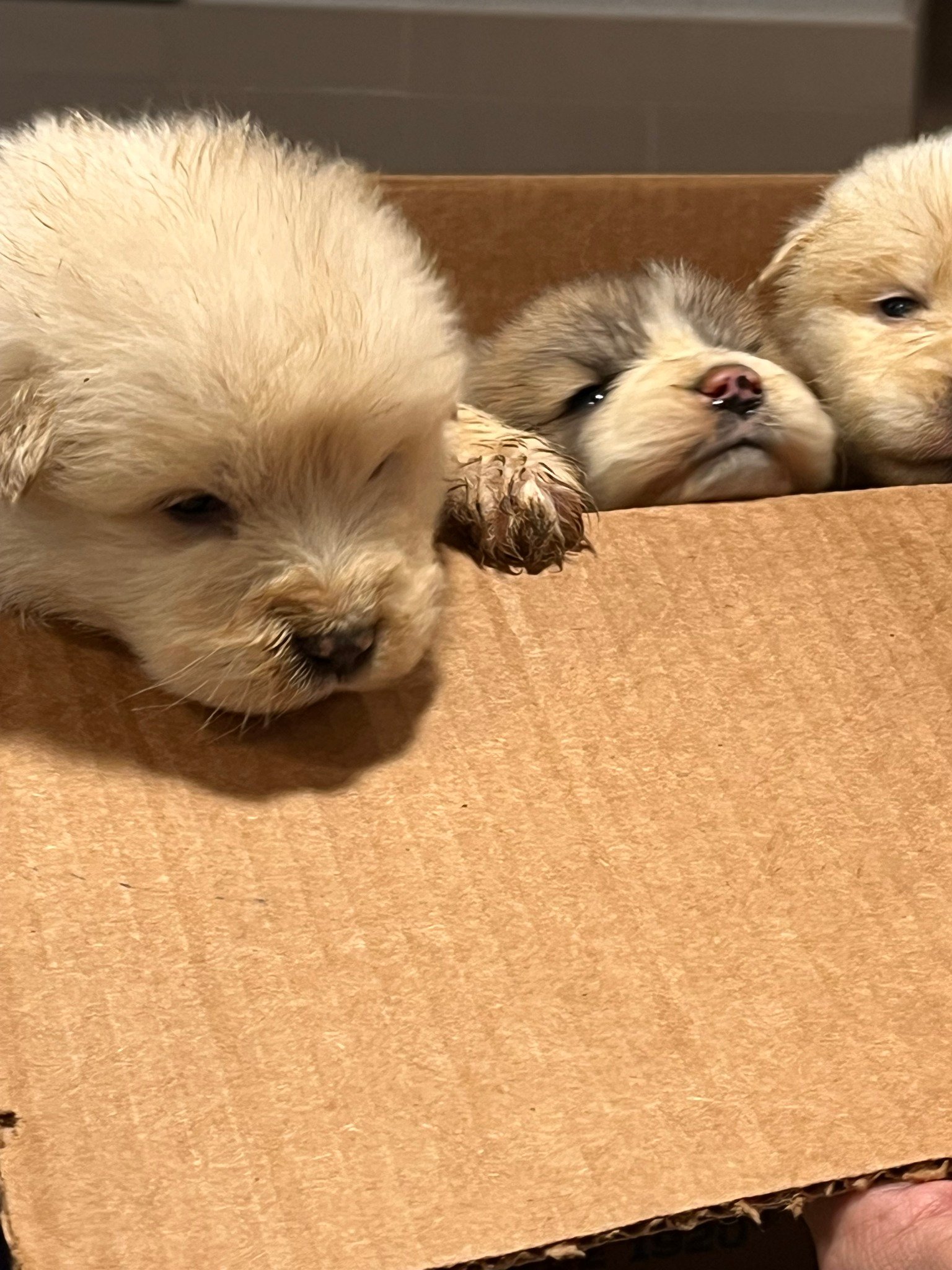 Tiniest puppies with the dirtiest paws popped out of cardboard box left ...