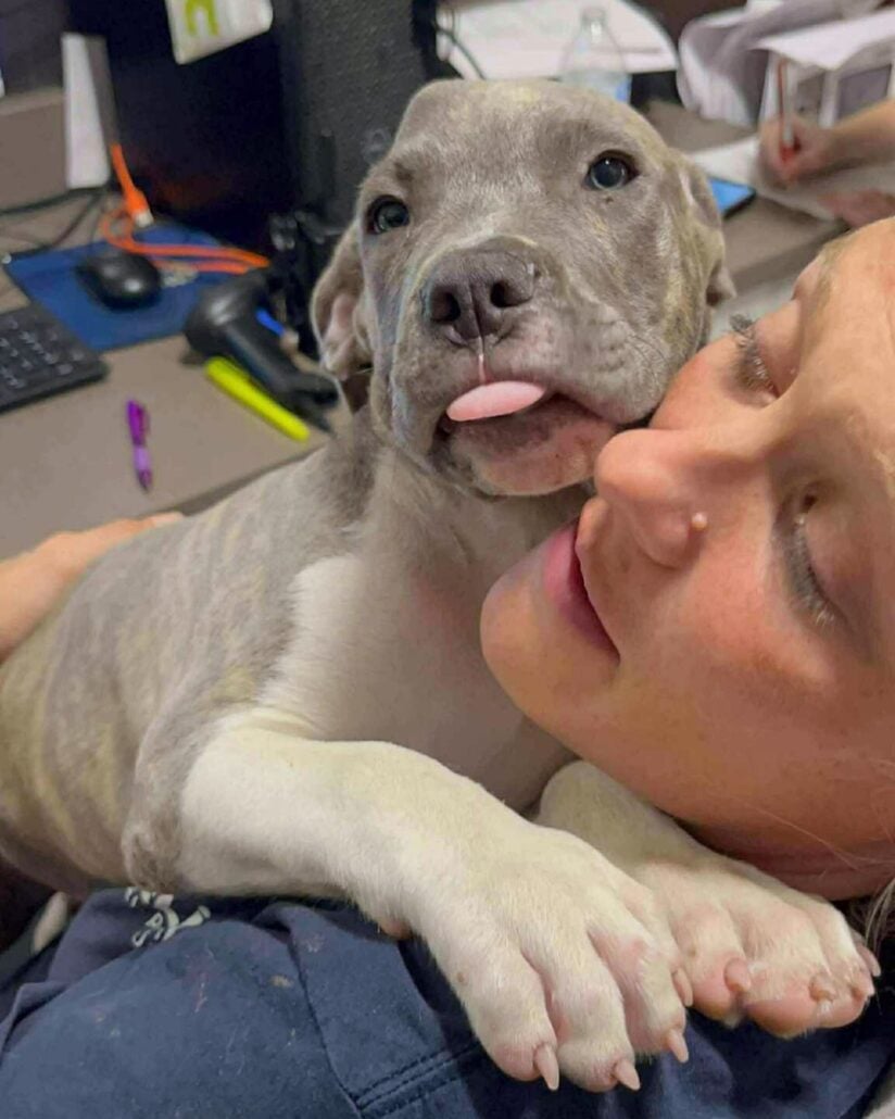 Toe Beans: Puppy stuffed in trash bag with head injury receives ...