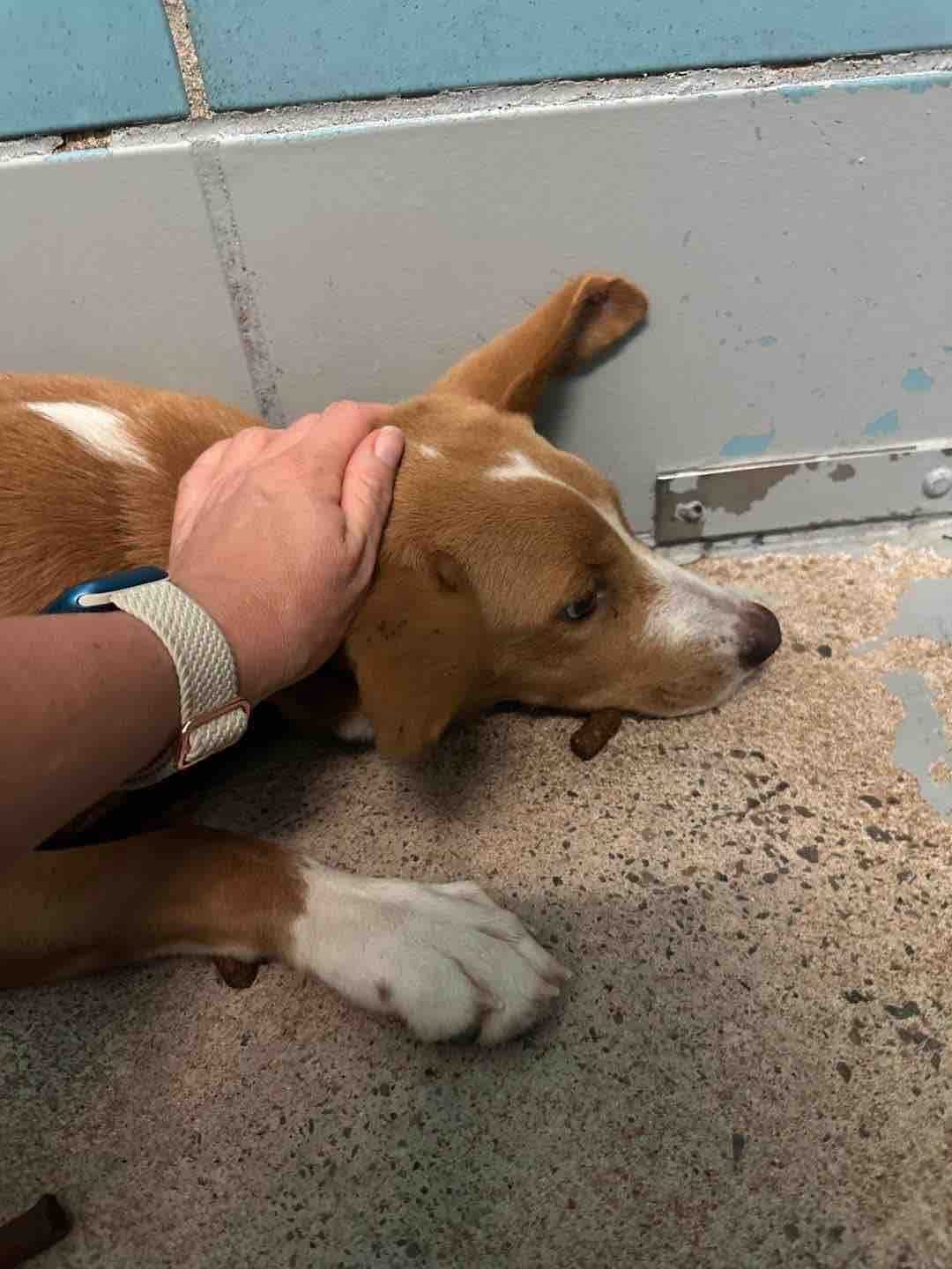 Just a petrified puppy at Texas shelter slated to die at 4 months of ...