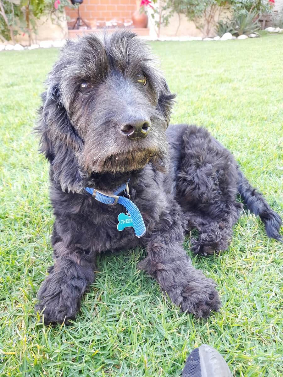 Man tweeted offering editing skills in exchange for help with puppy's ...