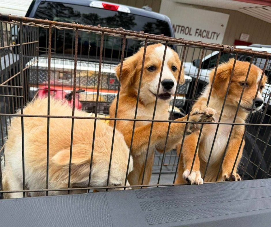 Full shelter returned mom dog and puppies to crammed cage in back of ...