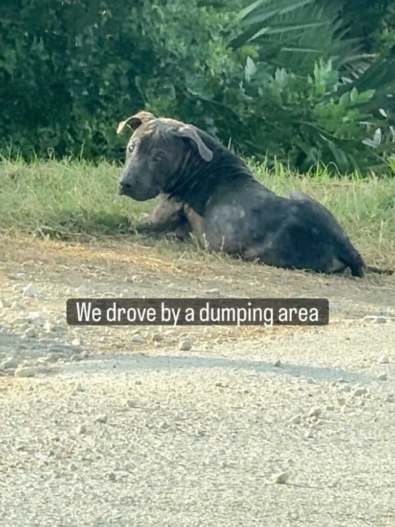 Puppy abandoned at dump used to cars passing by and no one stopping but ...