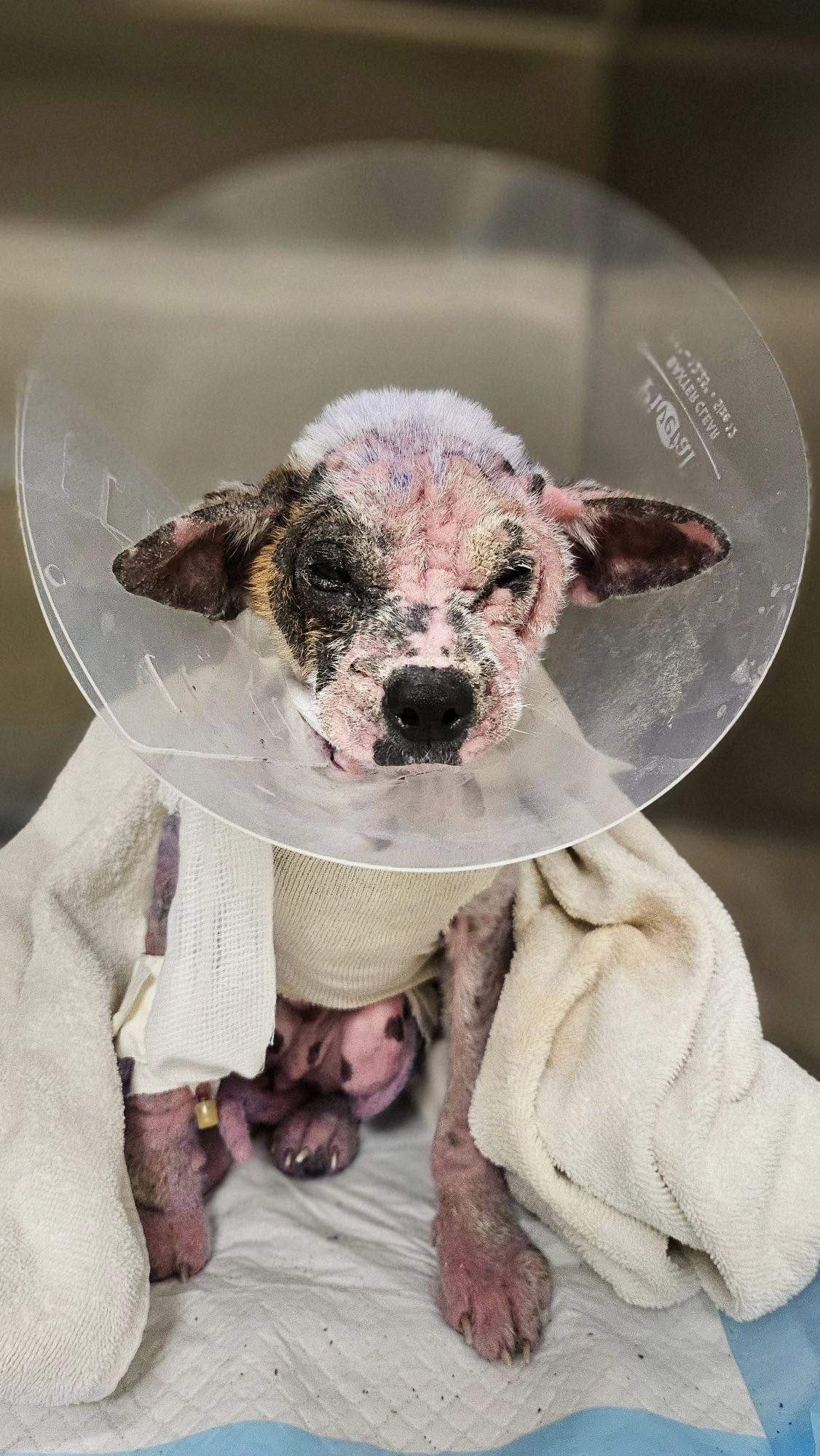 UPDATE: Tiny puppy covered in scabs and purple spray rescued by Houston ...