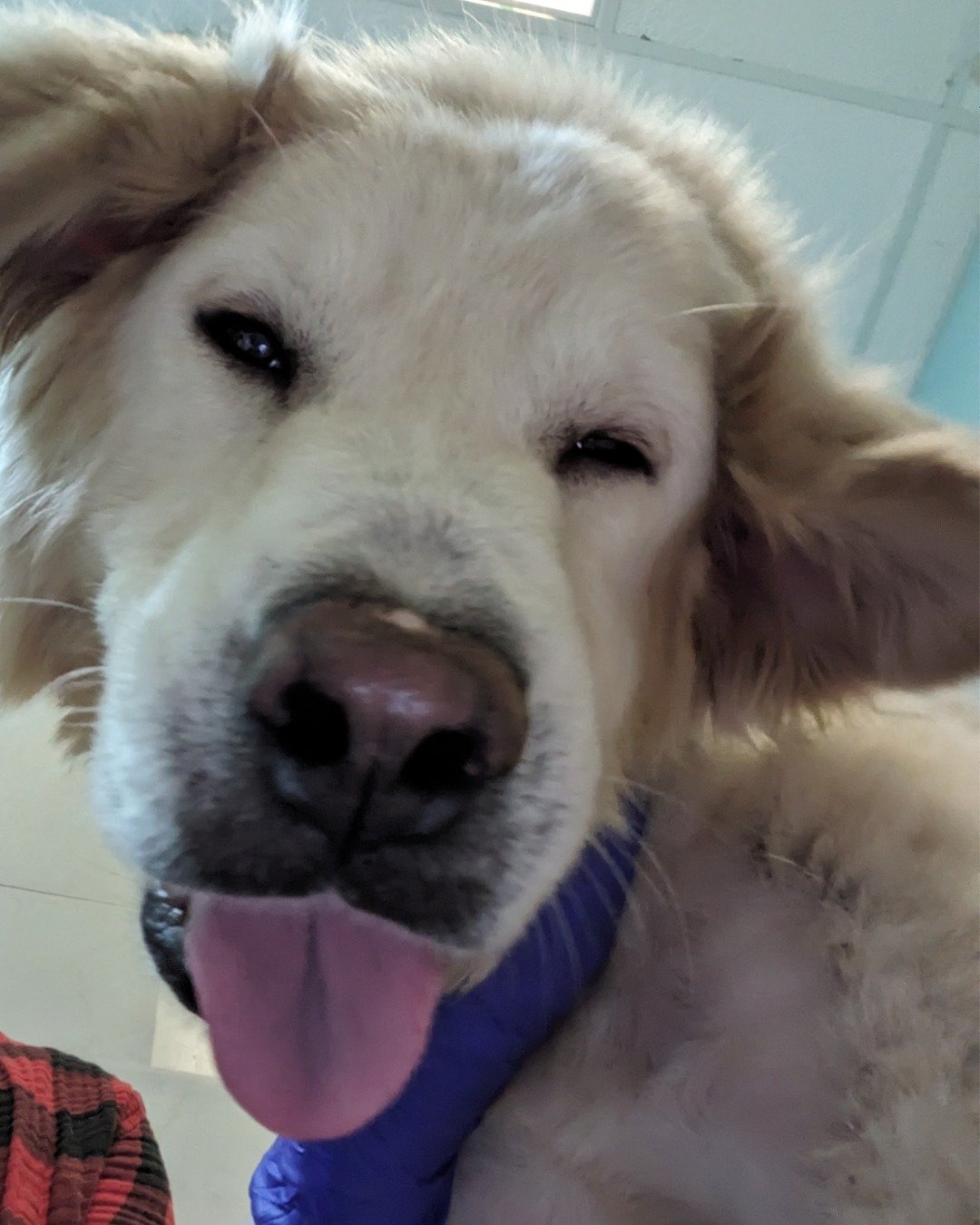 Stray pup with painful knotted rope embedded in his neck for a year and ...