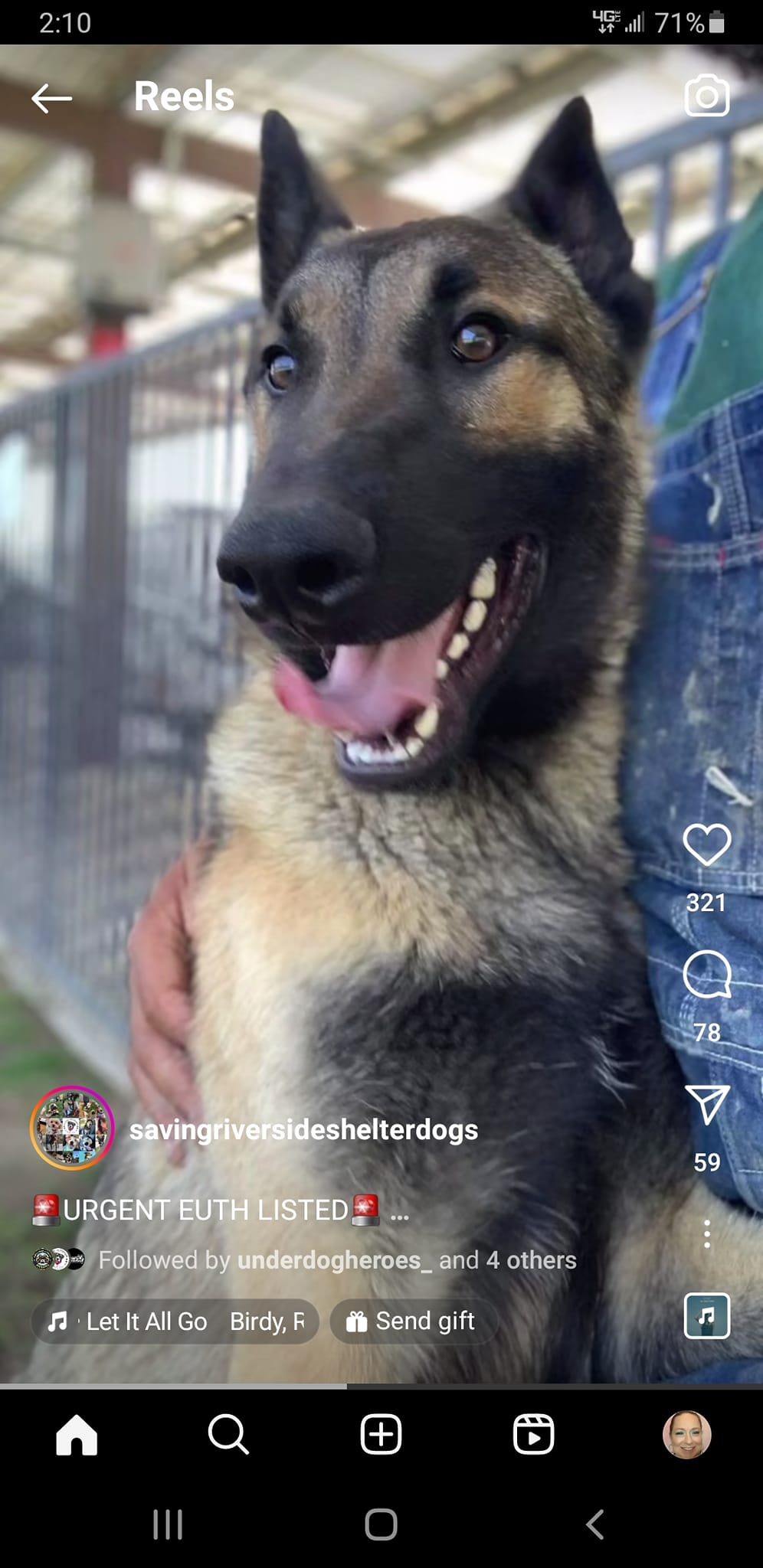 Shelter's handsome shepherd's adoption promise broken - Pet Rescue Report