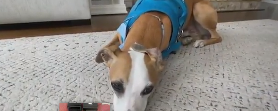 Homeless man lovingly cared for lost dog for days and turned the pup ...