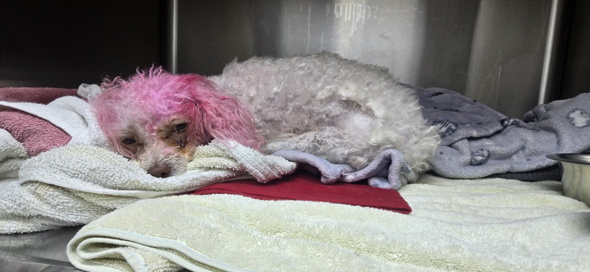 Abandoned 8-pound 'pink' poodle found by Good Samaritan at bus shelter ...