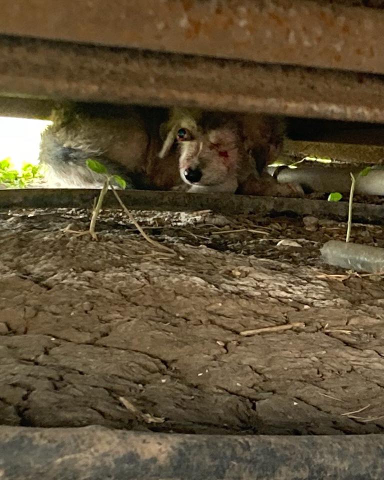 Six-week-old puppy hid under house after being attacked by a stray dog ...