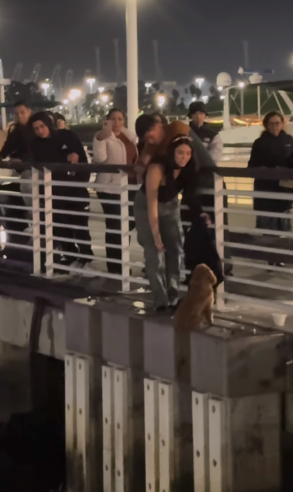 Woman's daring rescue on bridge ledge brings dog to safety goes viral ...