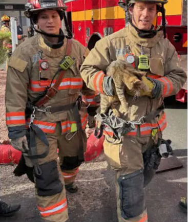 Firefighters rescue woman stuck in tree who tried to rescue cat stuck ...