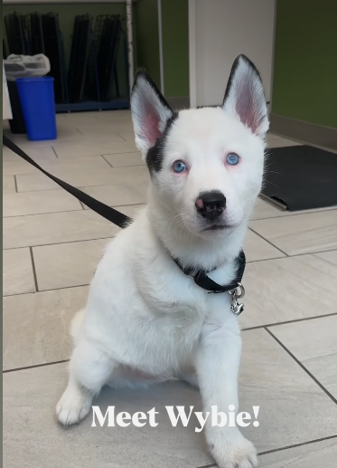 Three-legged special needs husky puppy's story goes viral on social ...