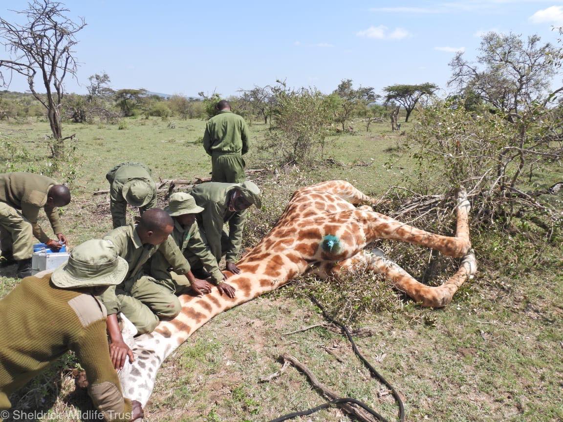 Giraffe shot with poison arrow rescued just in time at Kenya wildlife ...