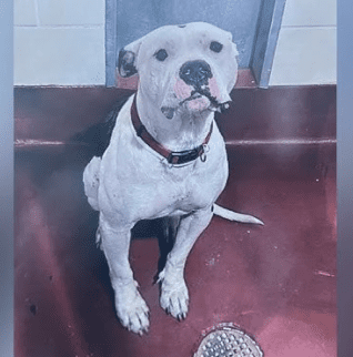 Pup suffered 1st degree burns from truck bed's 120 degree temperature ...