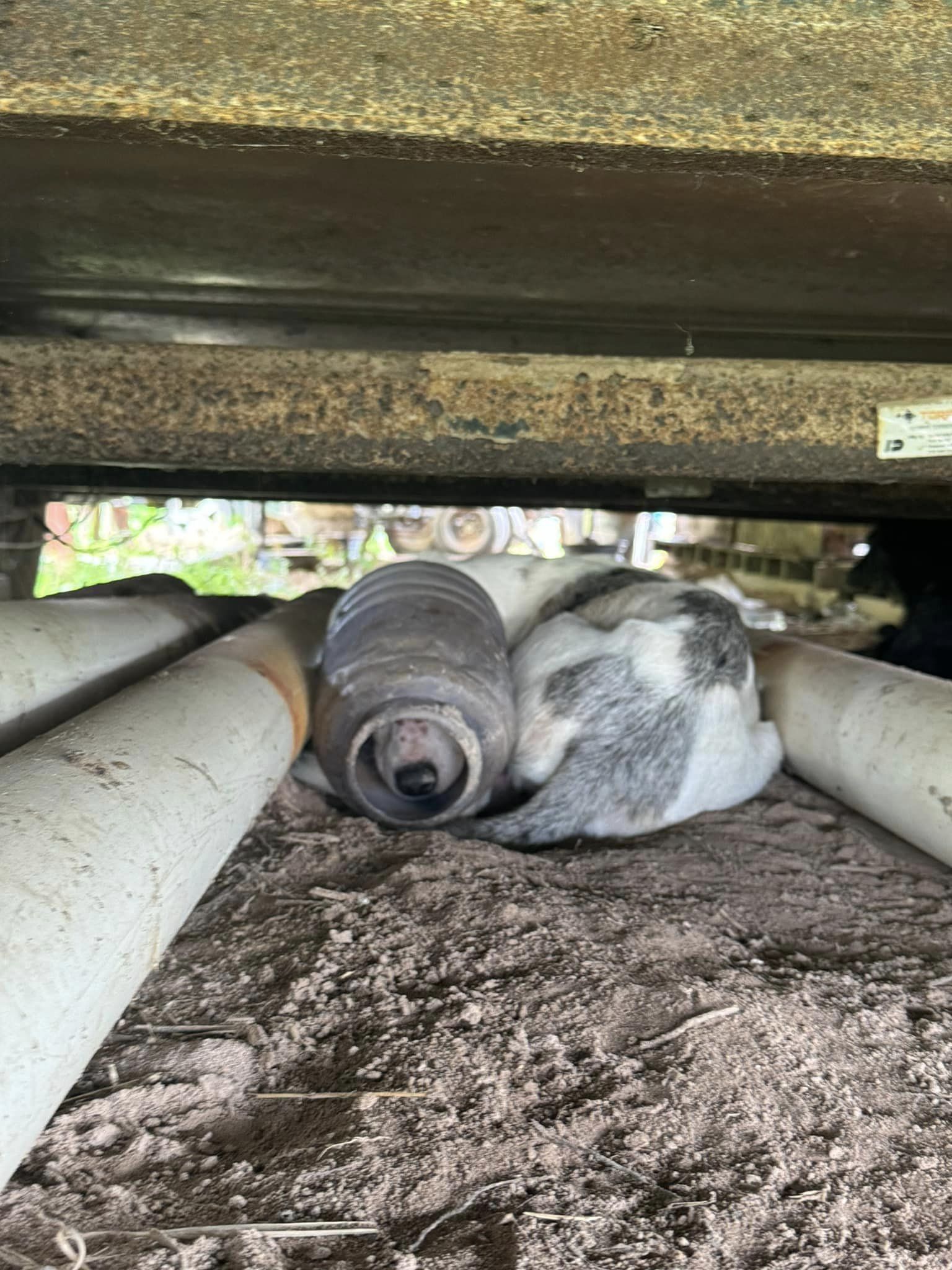 Stray dog roaming Texas fields for days with plastic jug stuck on head ...