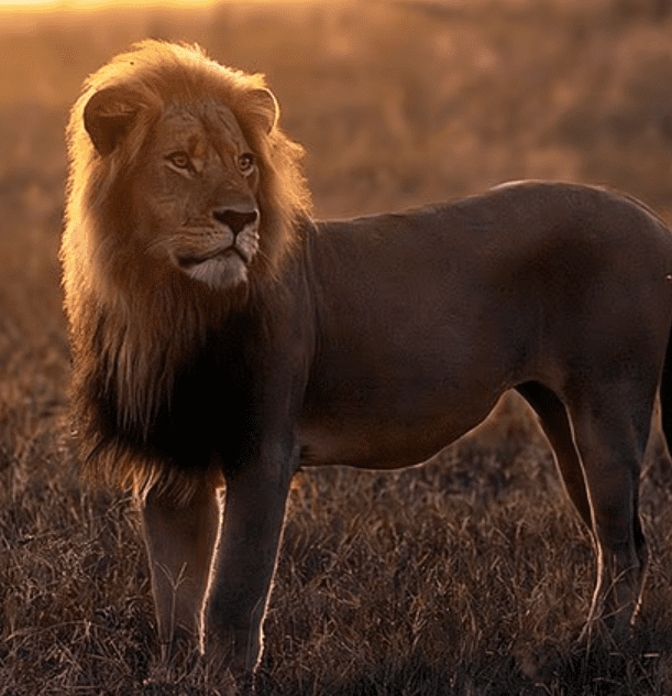 Another Zimbabwe lion killed by trophy hunter ten years after Cecil the ...